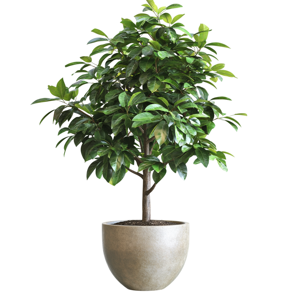 Free: Growing Big Tree Plant in Pot - PNG Image - nohat.cc