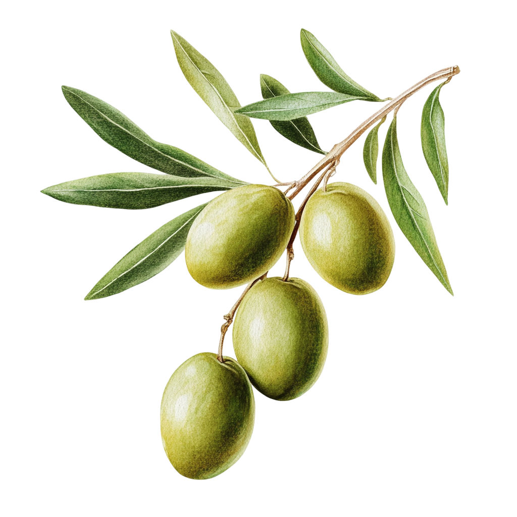 Free: Four Green Olives on a Branch: A Realistic Illustration - nohat.cc
