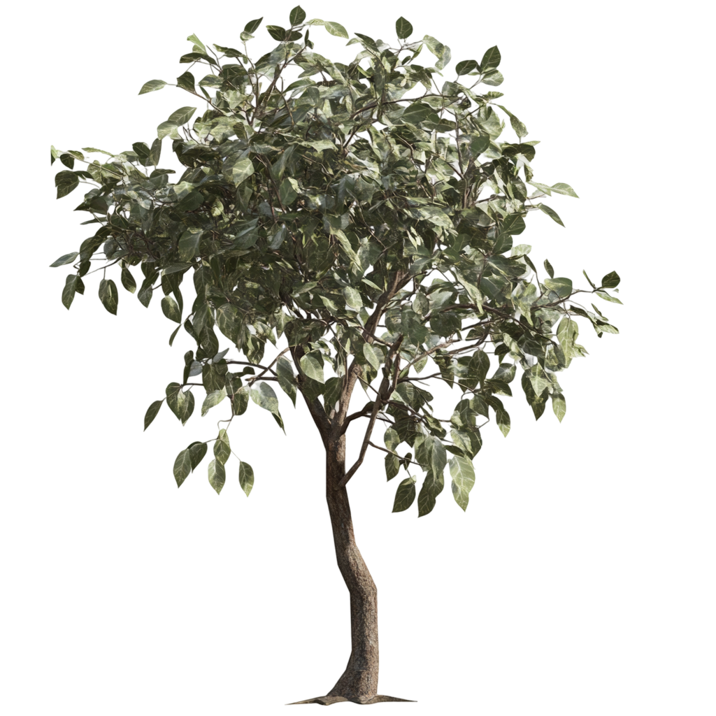 Free: Tree with Few Leaves in PNG Format - nohat.cc