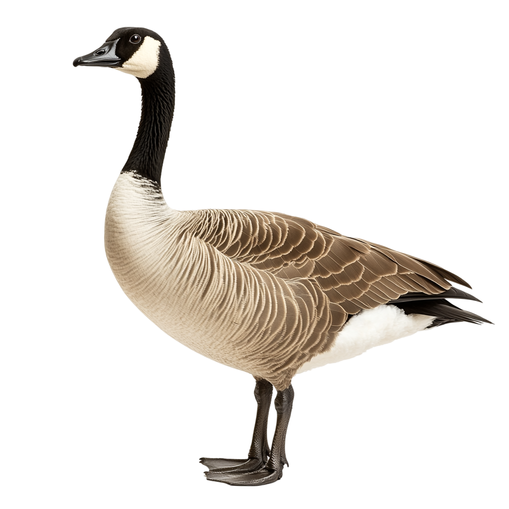Free: Cute Canadian Goose, isolated on white background, png image ...