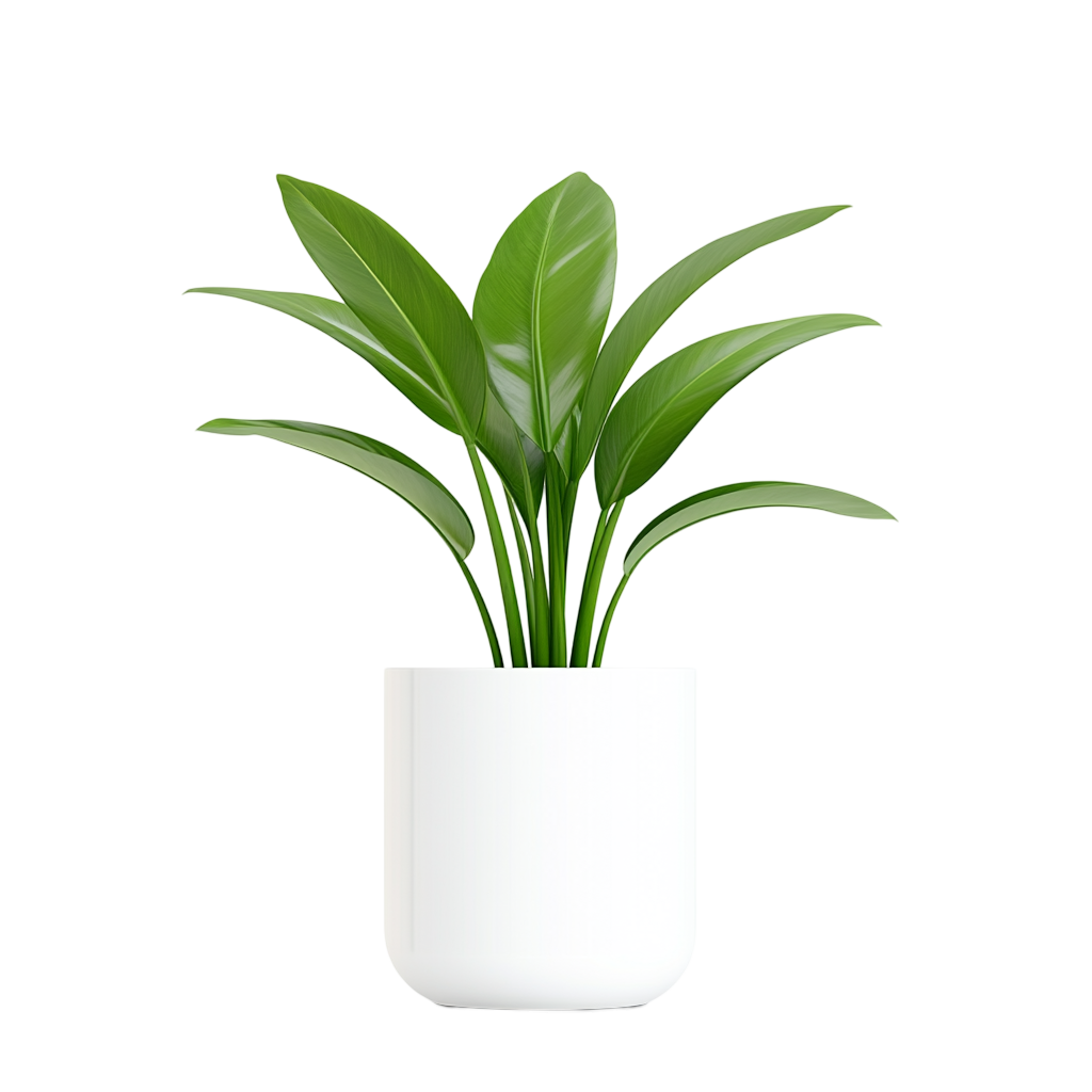 Free: Chic Indoor Plants for Contemporary Interior Design - nohat.cc