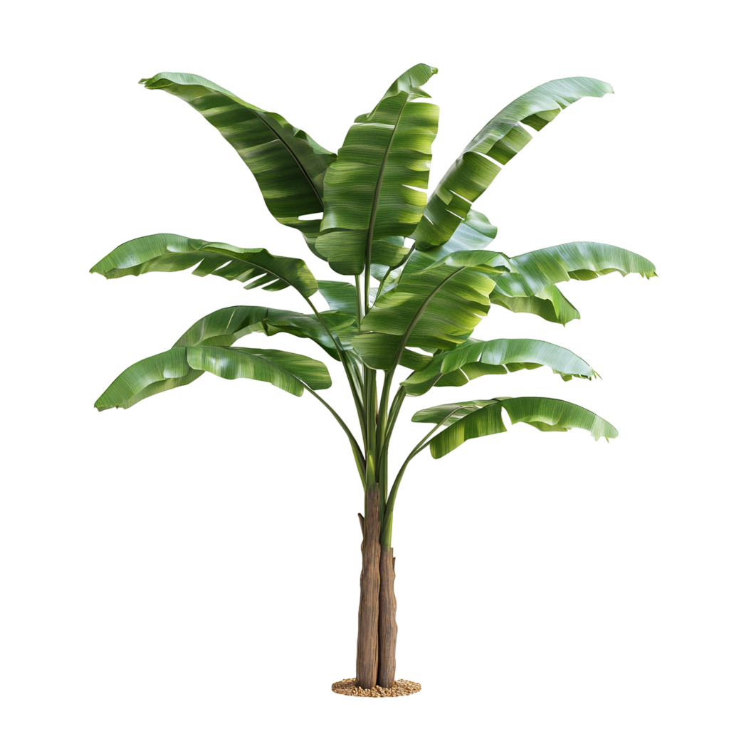 Free: Banana Tree Leaves: A Stunning High-Resolution Display - nohat.cc