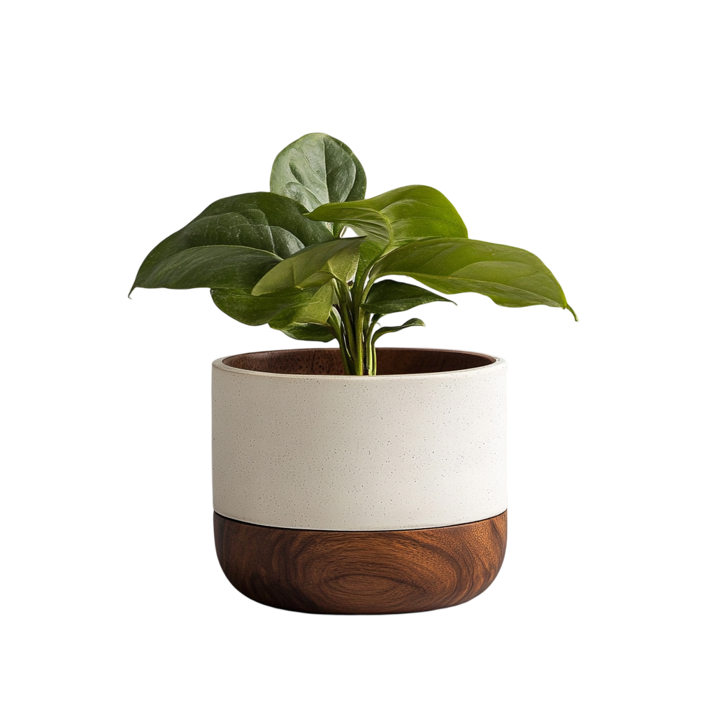 Free: Elegant Walnut Plant Pot: A Simple Front View Display - nohat.cc