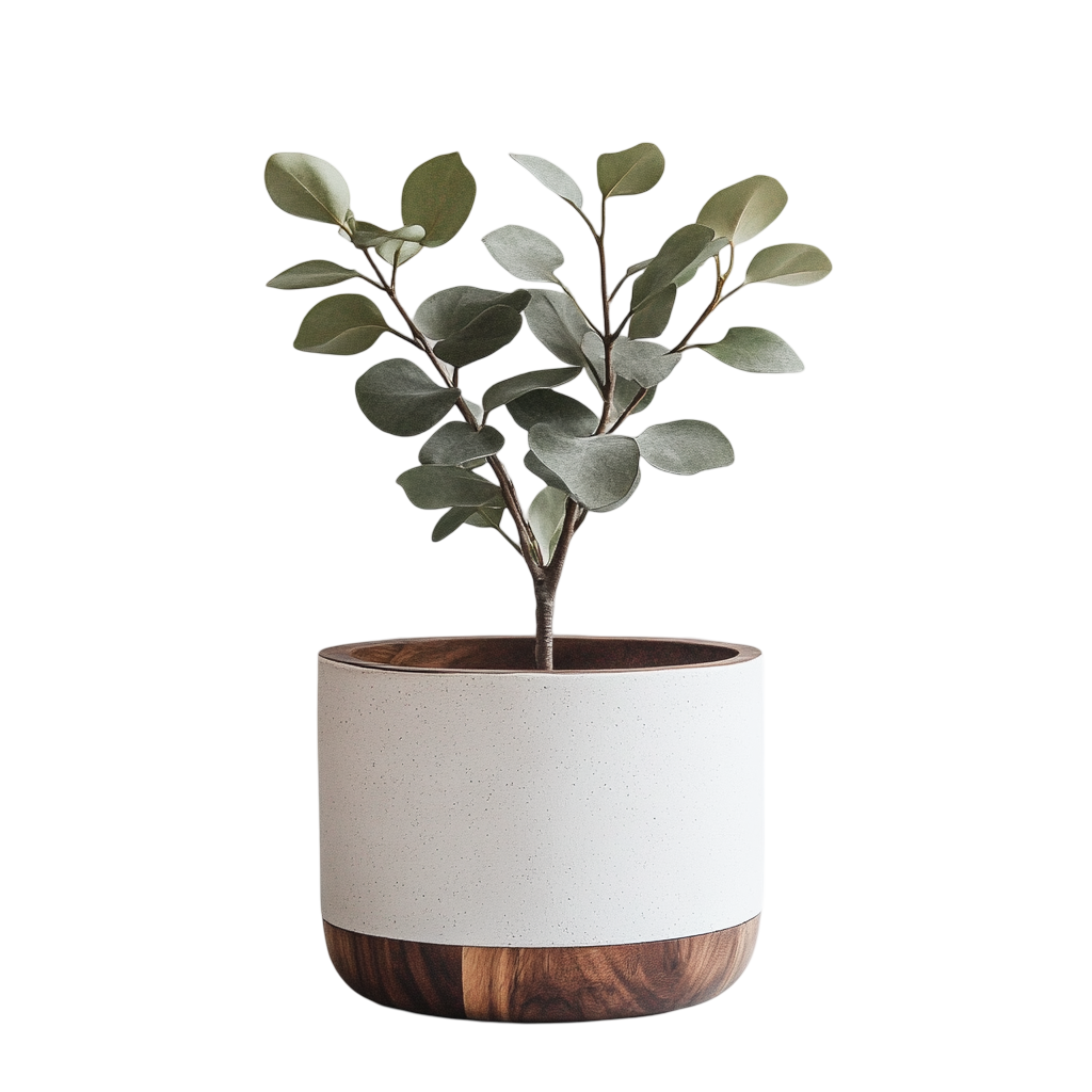 Free: Elegant Walnut Plant Pot: A Simple Front View Display - nohat.cc