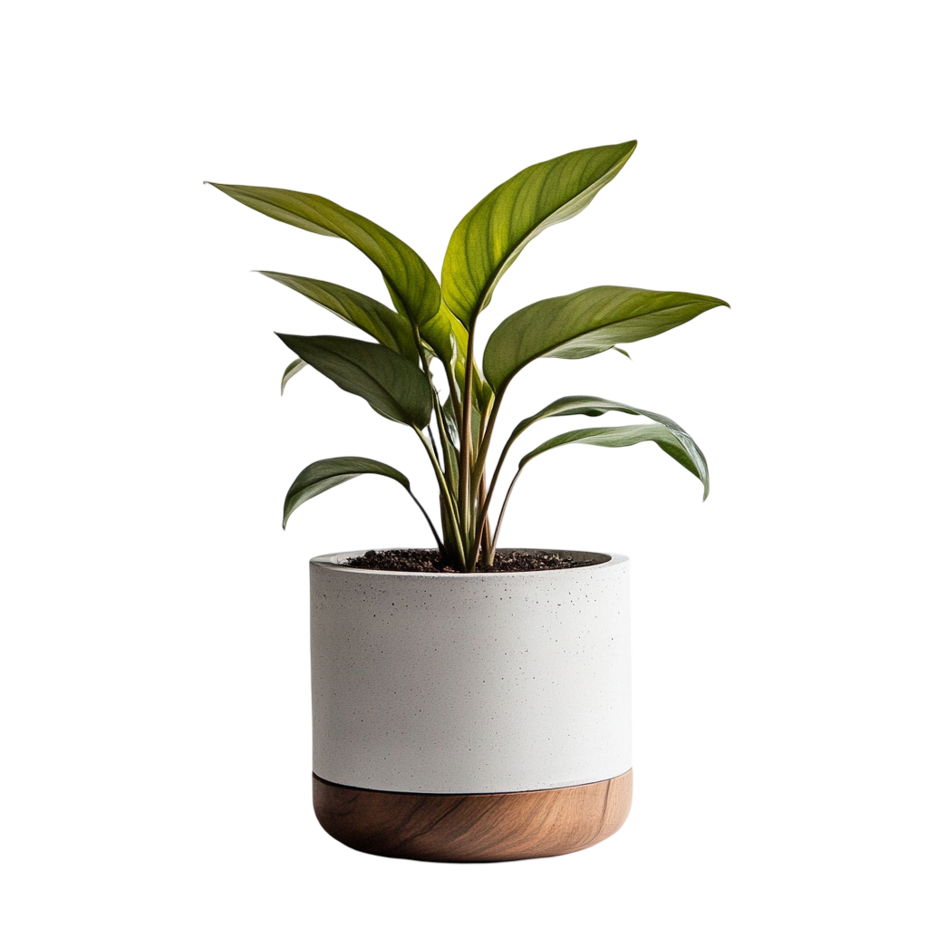 Free: Elegant Walnut Plant Pot: A Simple Front View Display - nohat.cc
