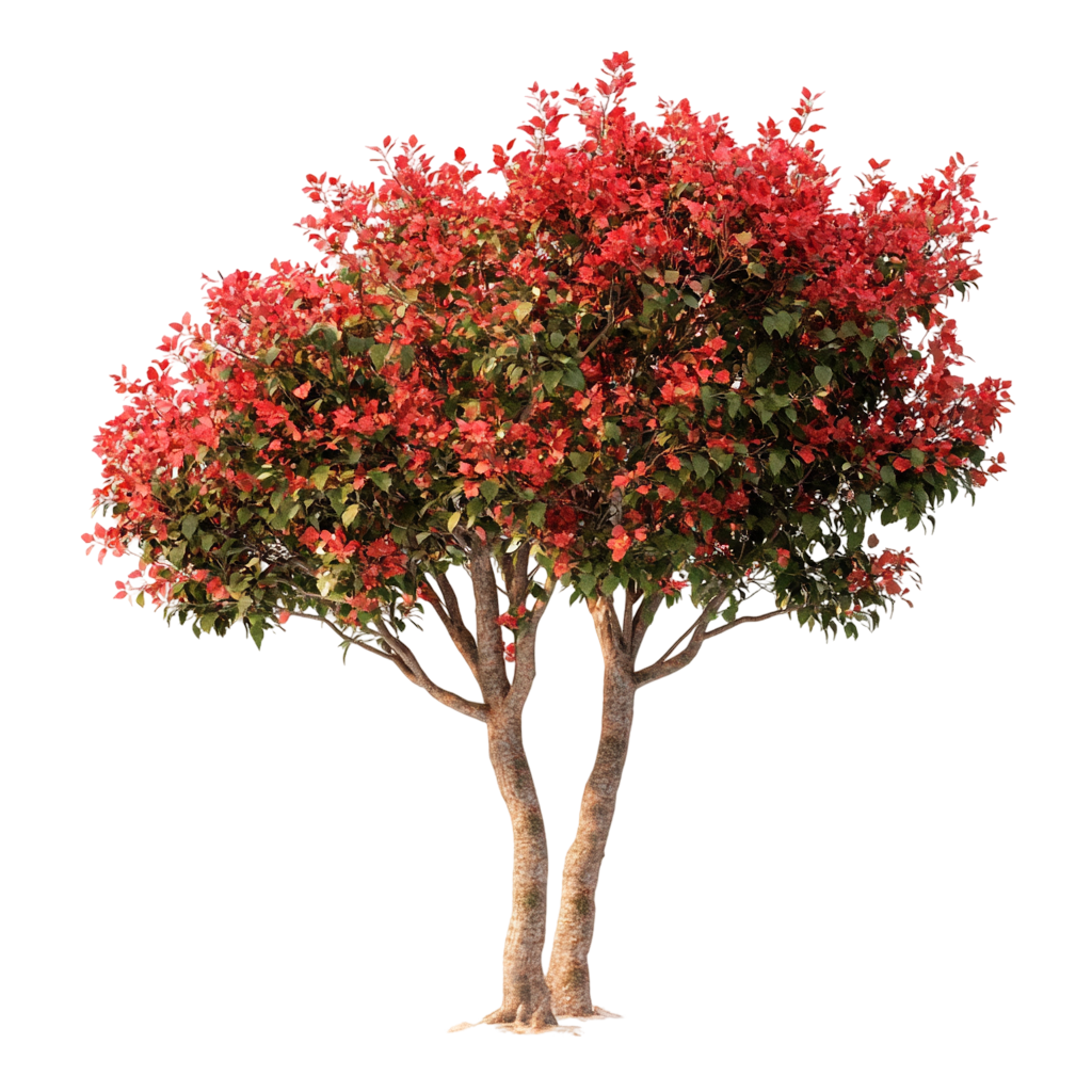 Free: a multi trunk, low branching red leaves lagerstroemia tree w ...