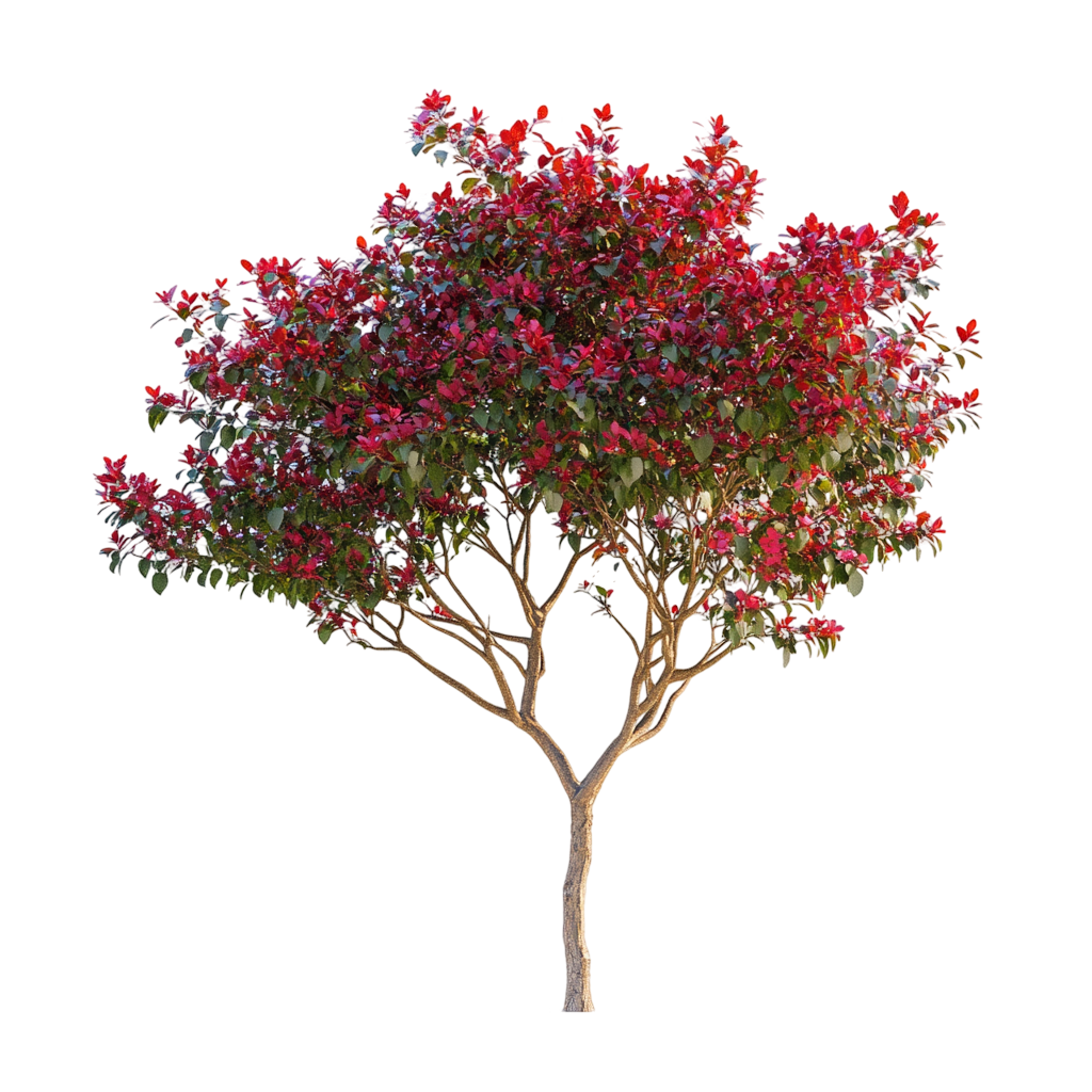 Free: a multi trunk, low branching red leaves lagerstroemia tree w ...