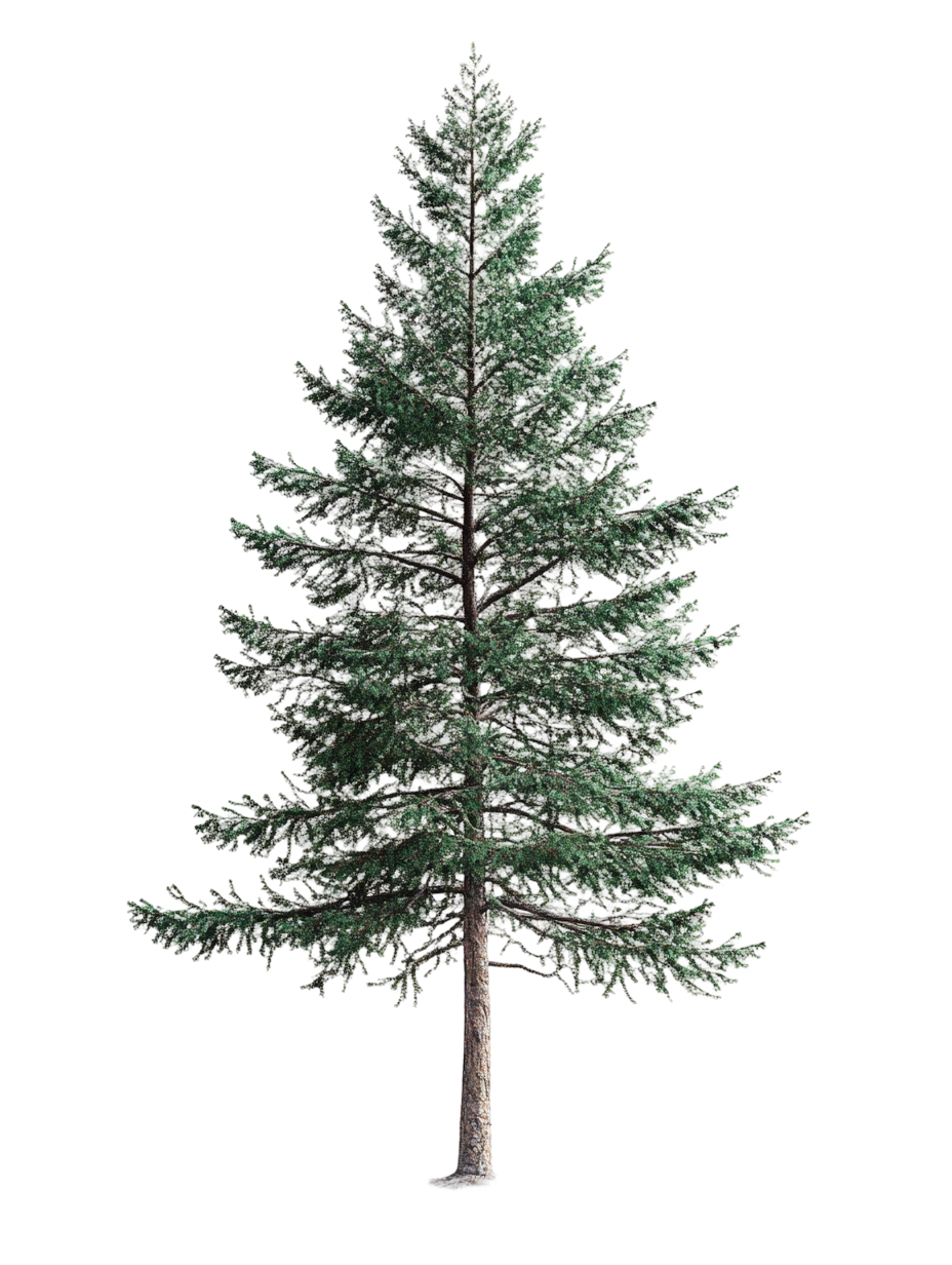 Free: A pine tree, white background, professional photography, cle ...
