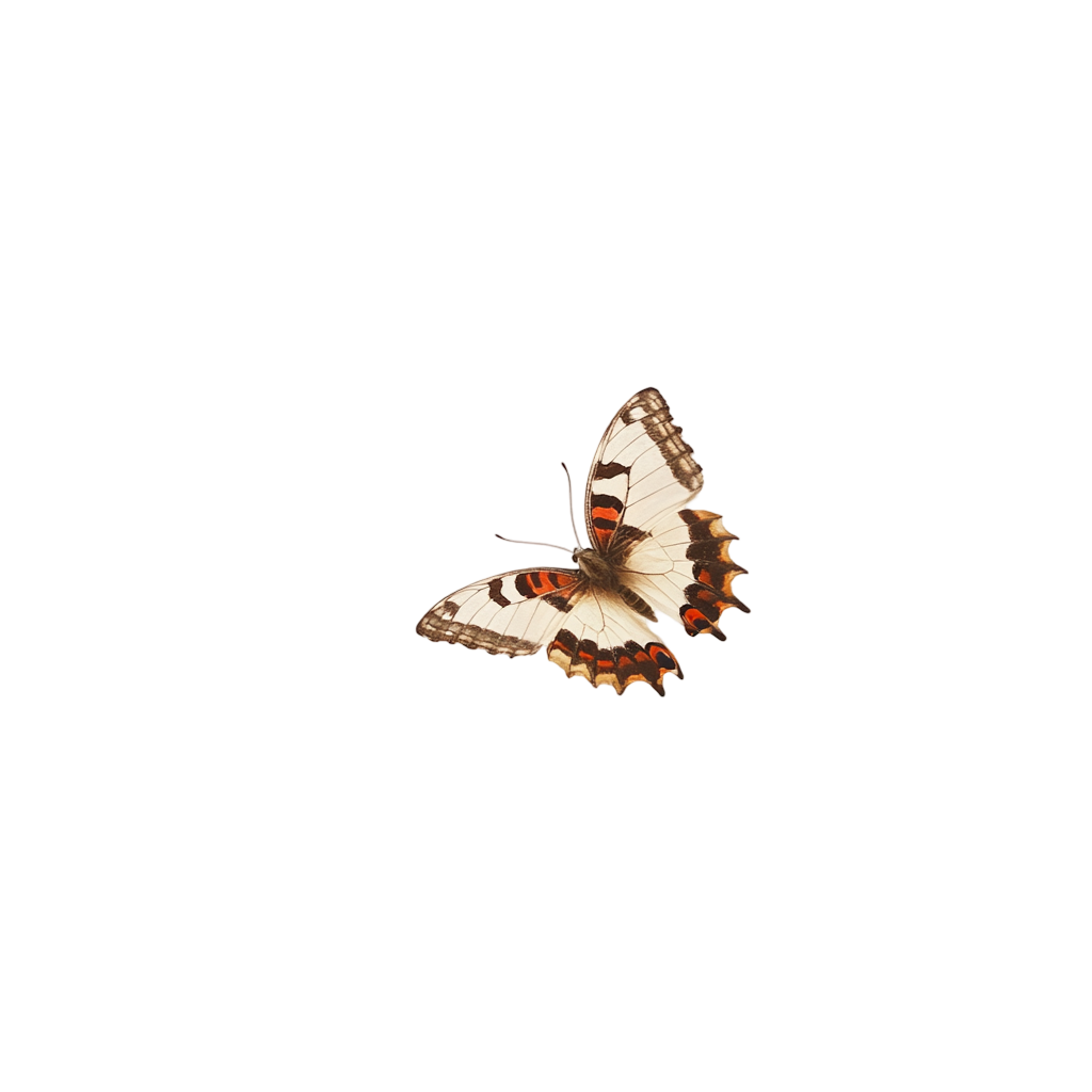 Free: Graceful Butterfly in Flight Against a White Canvas - nohat.cc